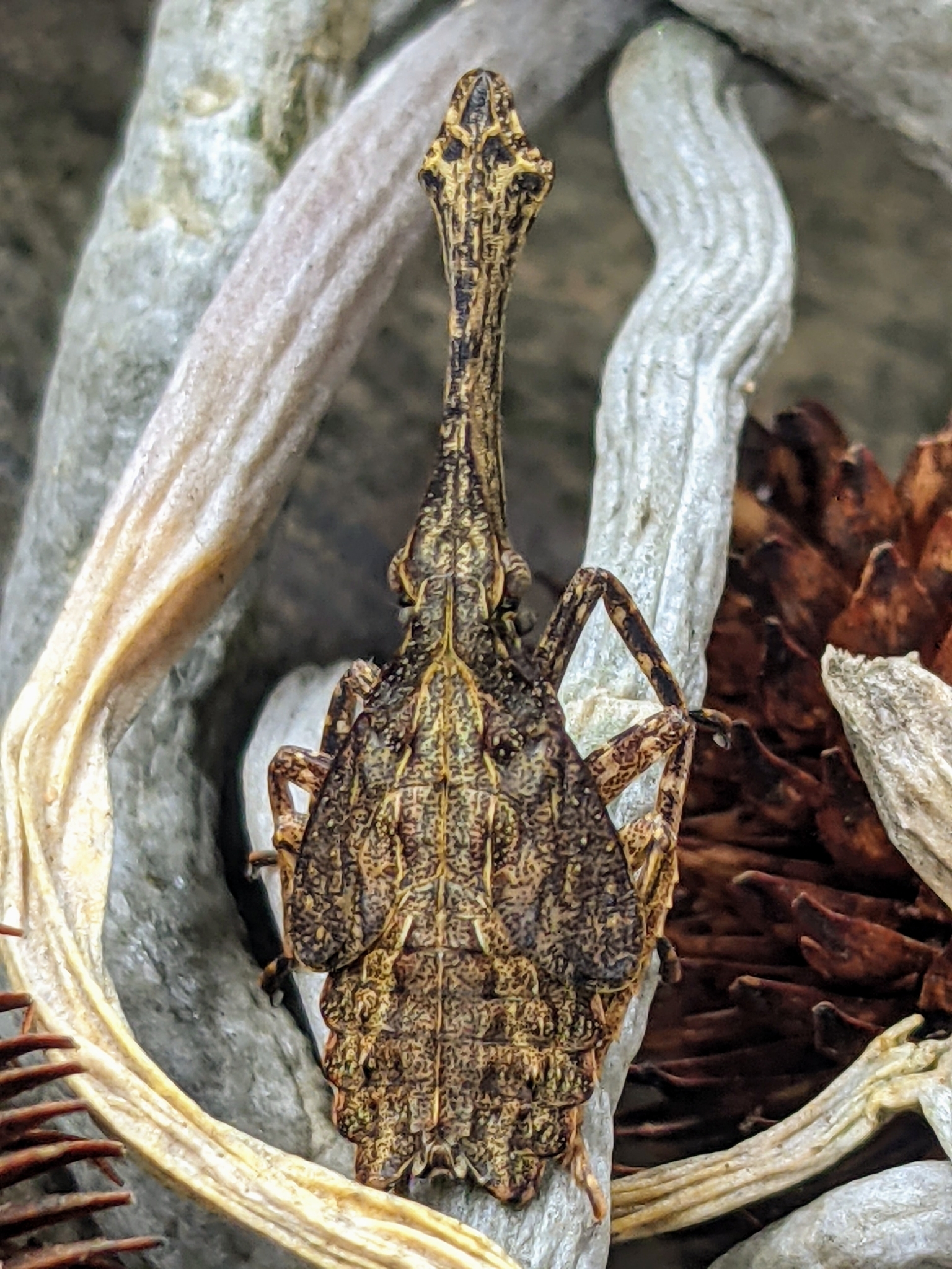 Pyrops watanabei (Matsumura, 1913)