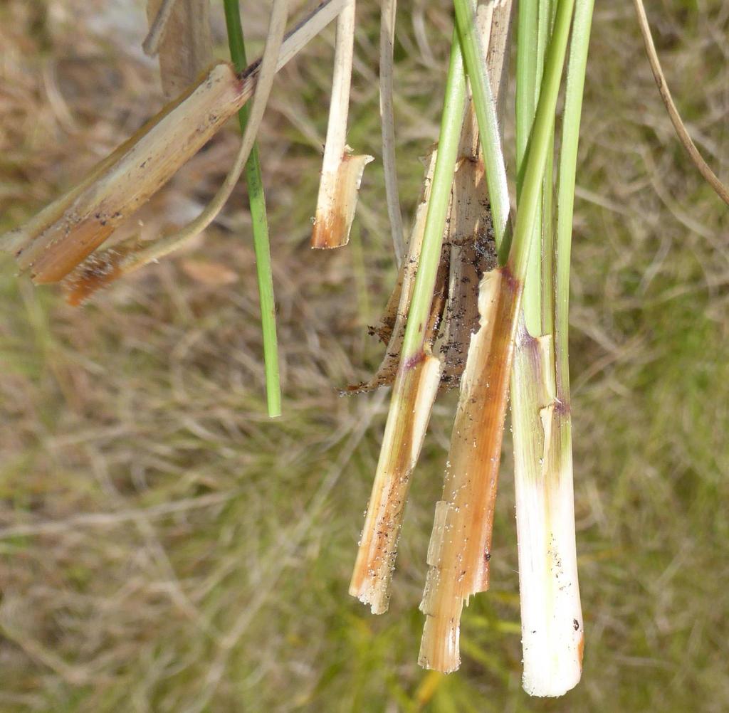 cutthroatgrass from Hardee County, FL, USA on April 25, 2016 at 10:17 ...
