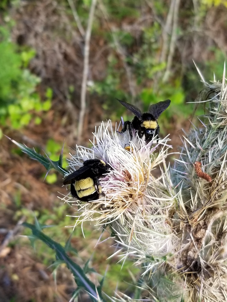 American Bumble Bee from Gainesville, FL, USA on April 14, 2021 at 05: ...