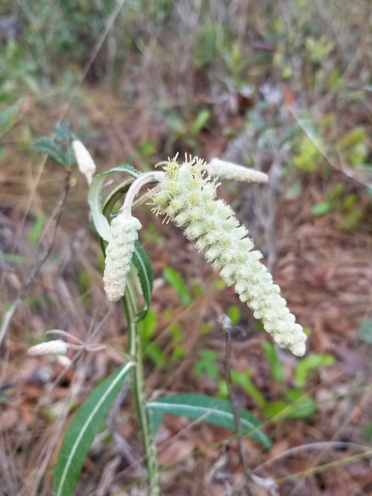 Blackroots (Pterocaulon) - Botanical Realm