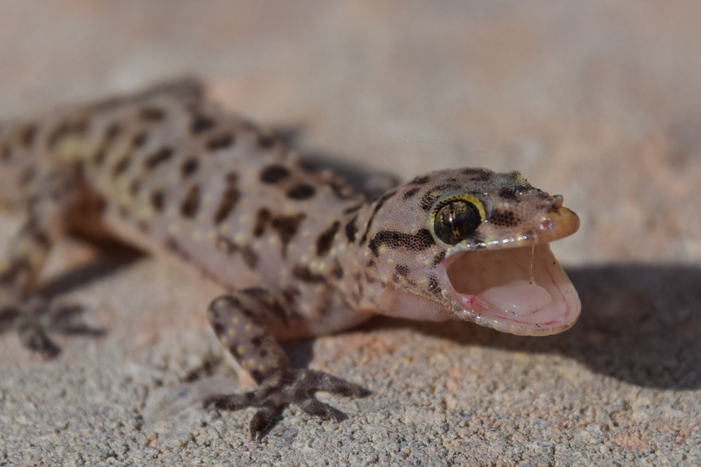 Mediterranean House Gecko from White Lake Hills, Fort Worth, TX, USA on ...