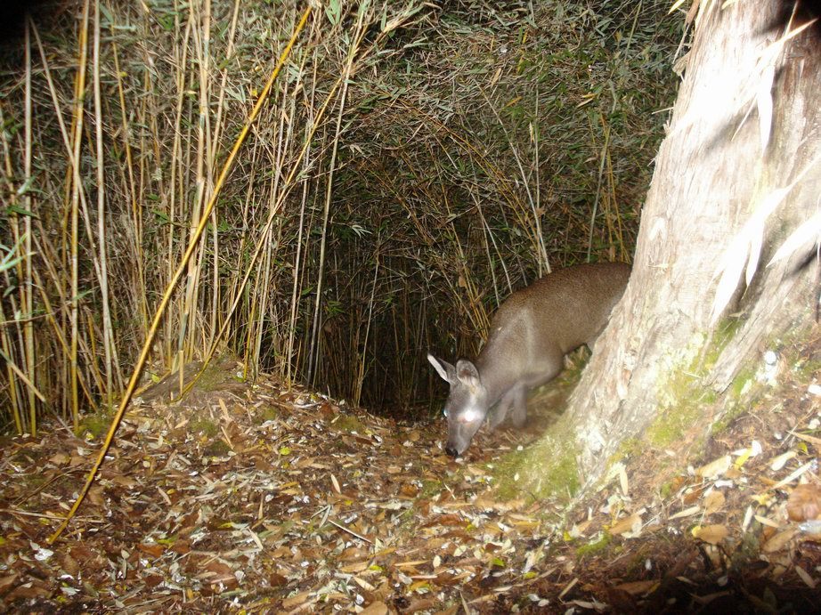 Chinese Forest Musk Deer (Moschus berezovskii) - Know Your Mammals