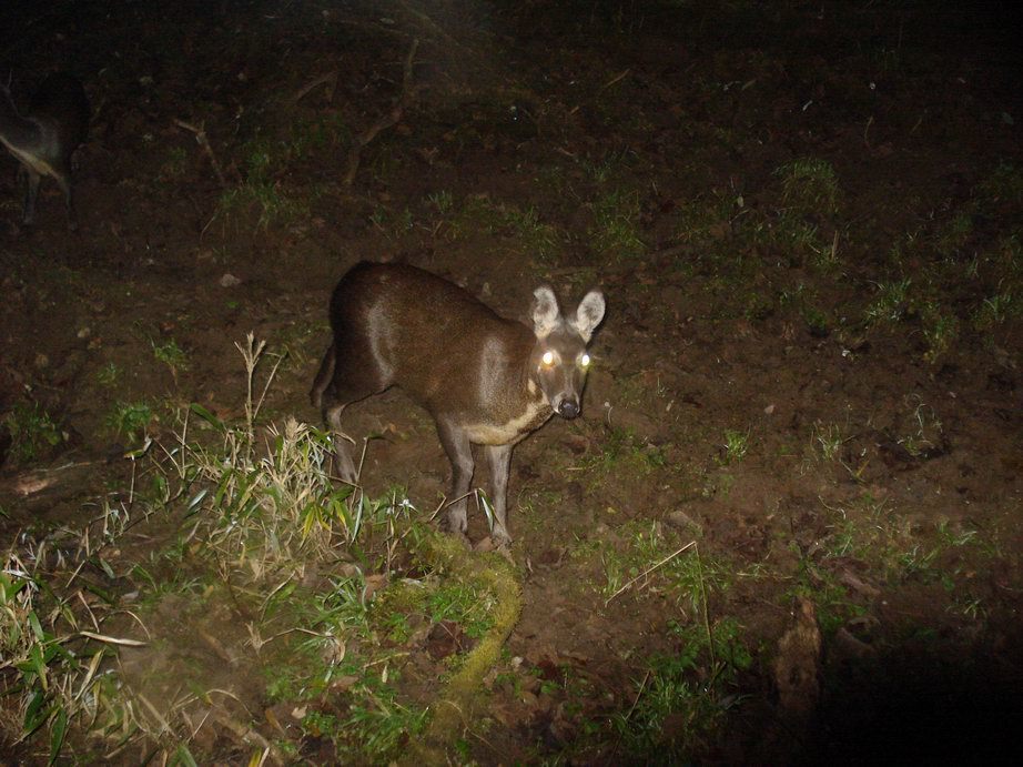 Chinese Forest Musk Deer (Moschus berezovskii) - Know Your Mammals