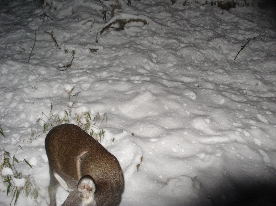 Chinese Forest Musk Deer (Moschus berezovskii) - Know Your Mammals