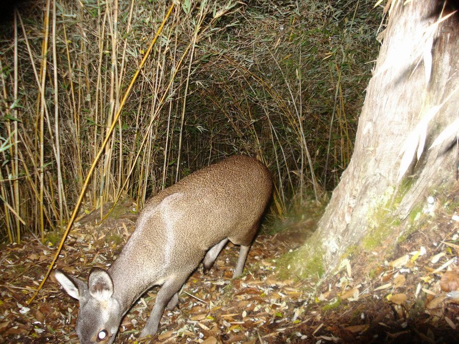 Chinese Forest Musk Deer (Moschus berezovskii) - Know Your Mammals
