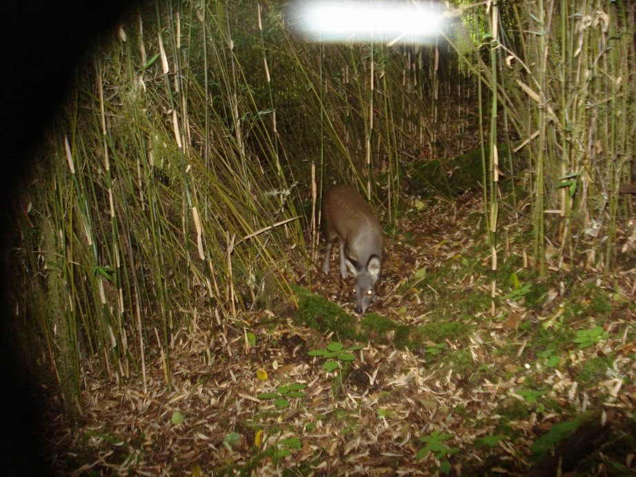 Chinese Forest Musk Deer (Moschus berezovskii) - Know Your Mammals
