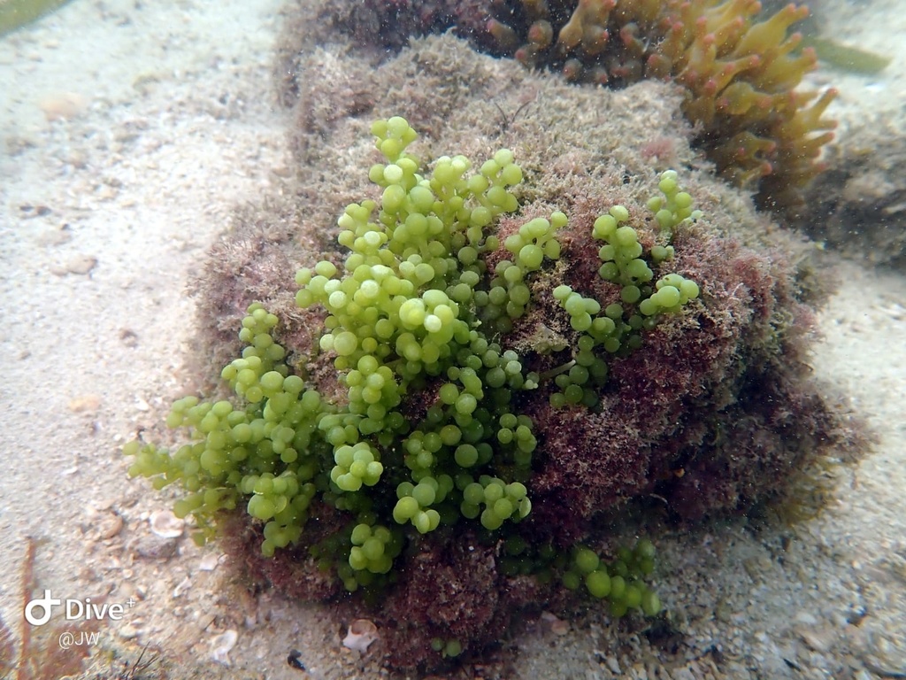 Sea Grapes (Caulerpa racemosa) - Botanical Realm