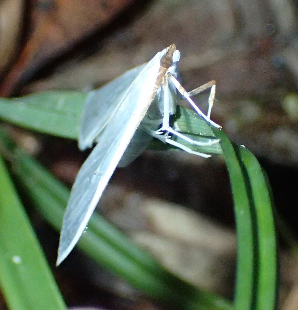 Pyralid and Crambid Snout Moths from Jubilee Creek to Mother Holly ...