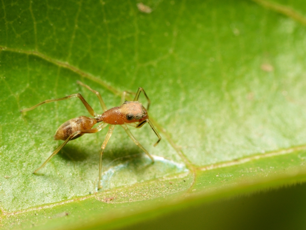 Red Weaver Ant-mimicking Spider from Gandhinagar on April 16, 2021 at ...