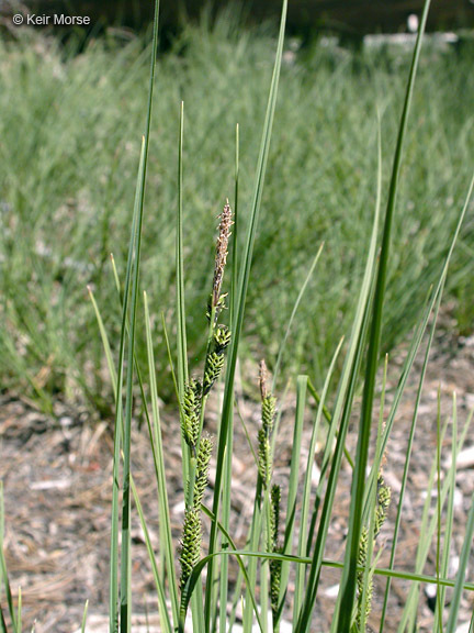 Water sedge (Plants of Vega State Park) · iNaturalist