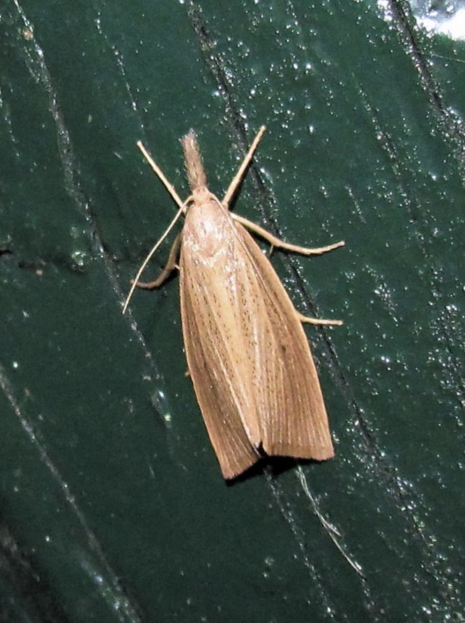 Diatraea saccharalis Guenée, 1862