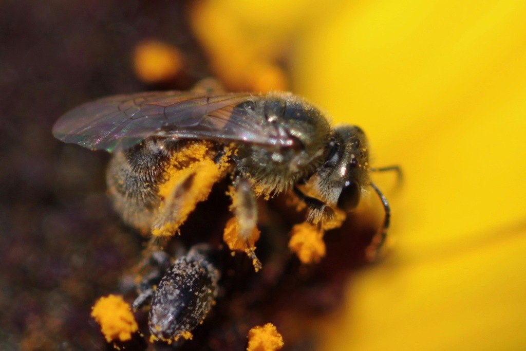 Metallic Sweat Bees from Point Loma, San Diego, CA, USA on April 14 ...