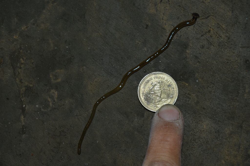 Shovel-headed Garden Worm from Ajusco, Ciudad de México, CDMX, México ...
