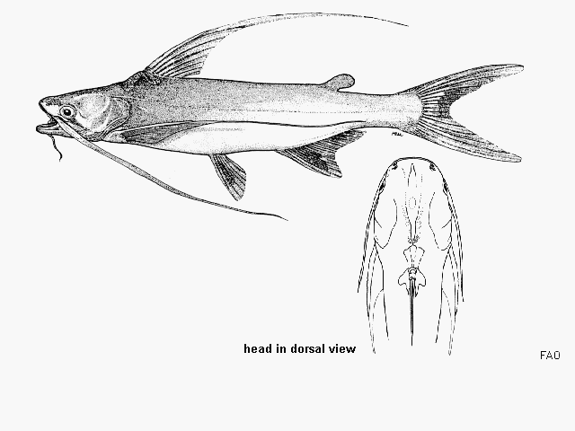 Red Sea Catfish (Bagre pinnimaculatus) - Marine Life Identification