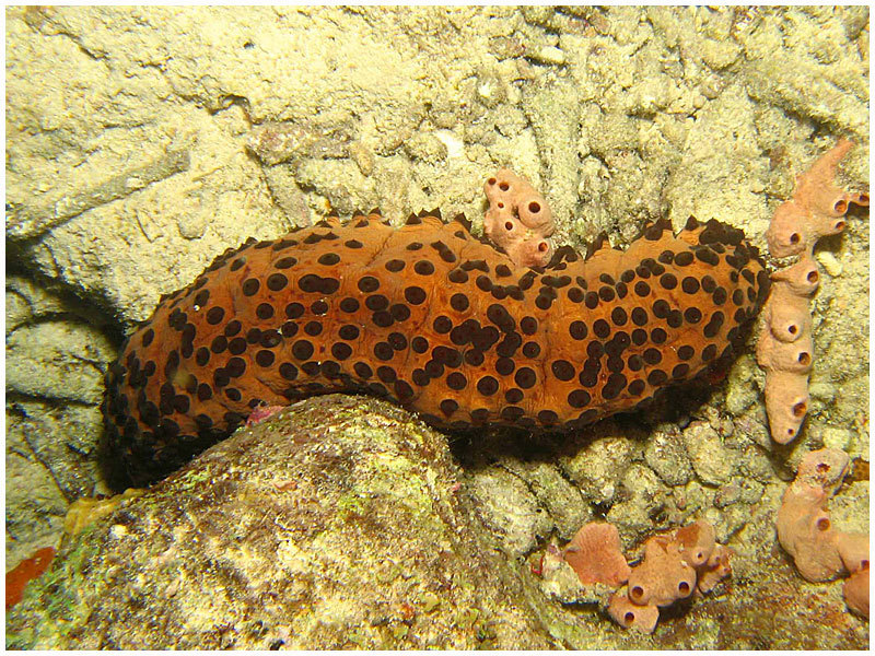 Chocolate Chip Cucumber (Caribbean Echinoderms) · BioDiversity4All