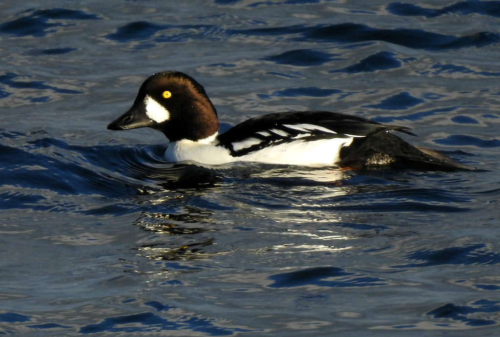 Common × Barrow's Goldeneye (Waterfowl of Ontario ) · iNaturalist