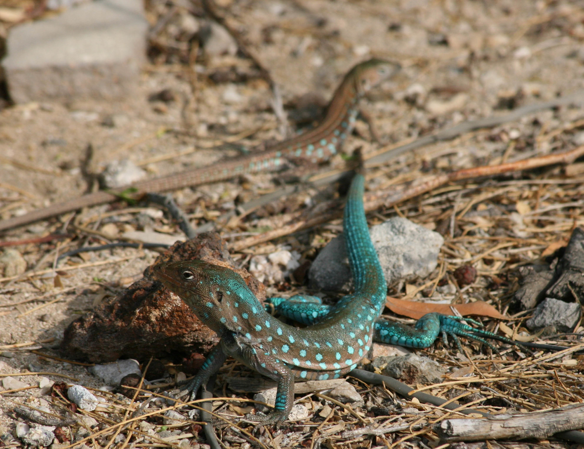 Aruban Whiptail Lizard