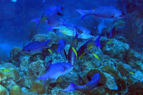 Genus Clepticus · iNaturalist