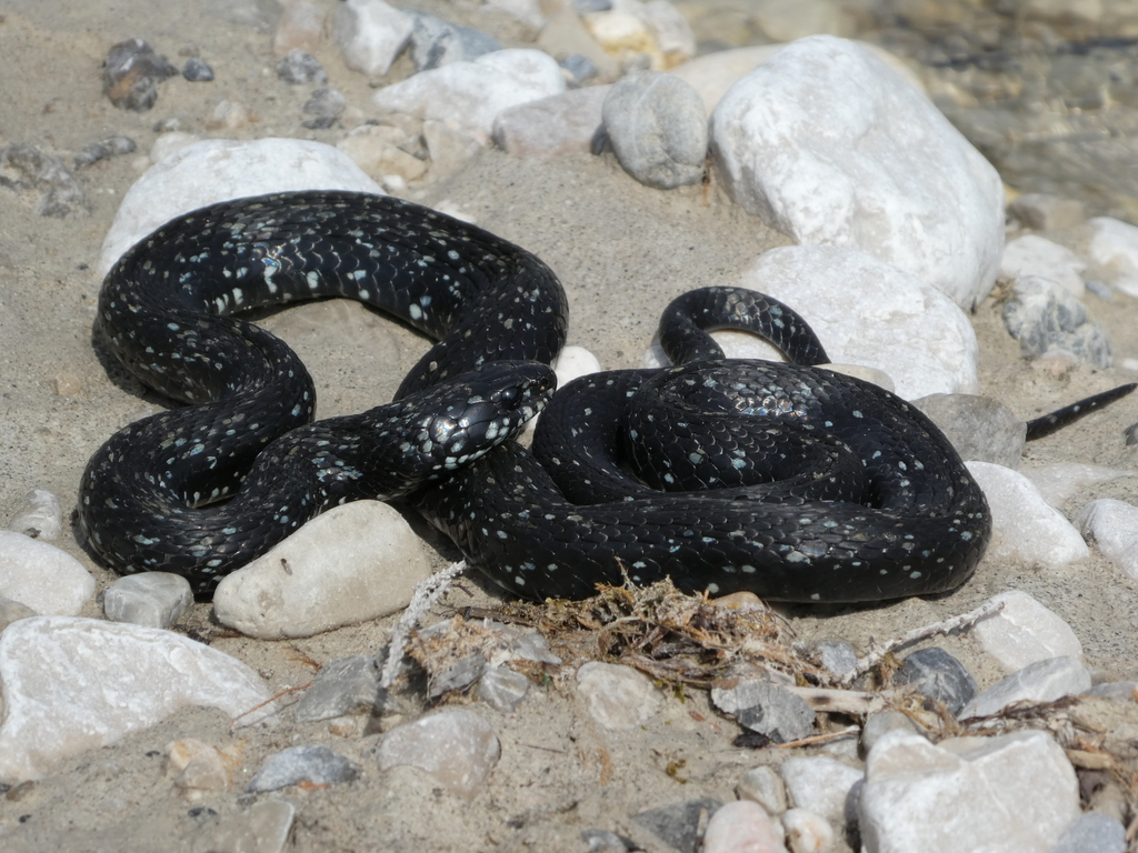 (Natrix) - Snakes and Lizards