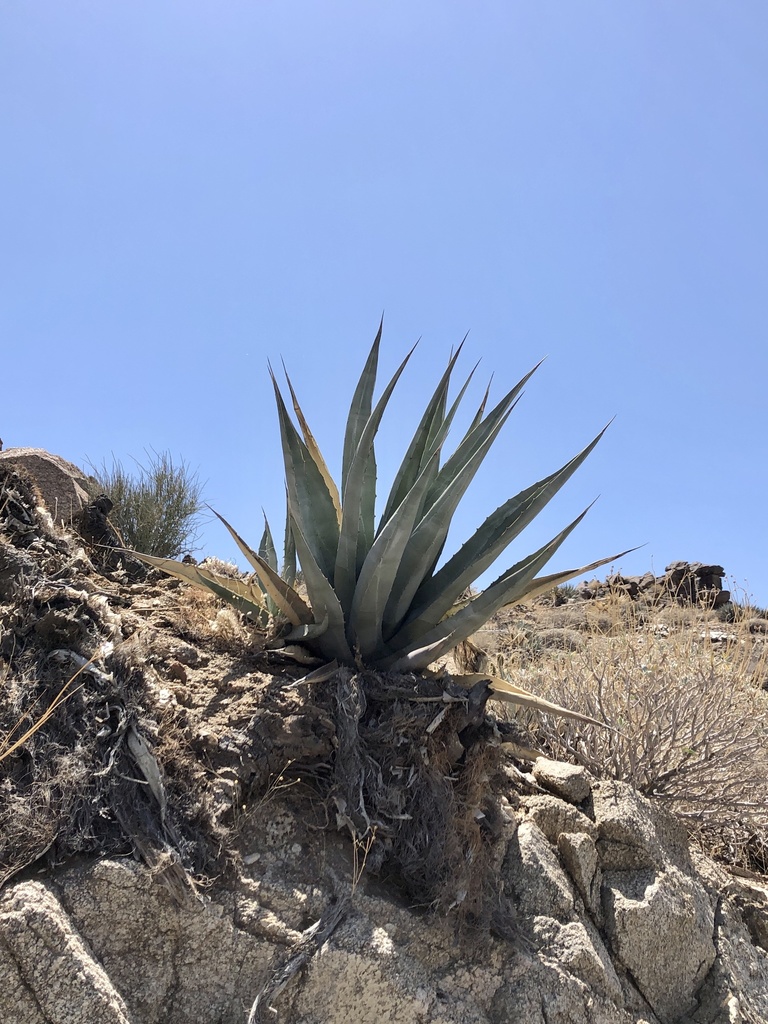 desert agave from Santa Rosa And San Jacinto Mountains National ...