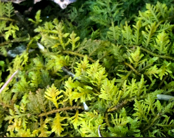 delicate fern moss from Granby, MA, USA on April 01, 2021 at 04:48 PM ...