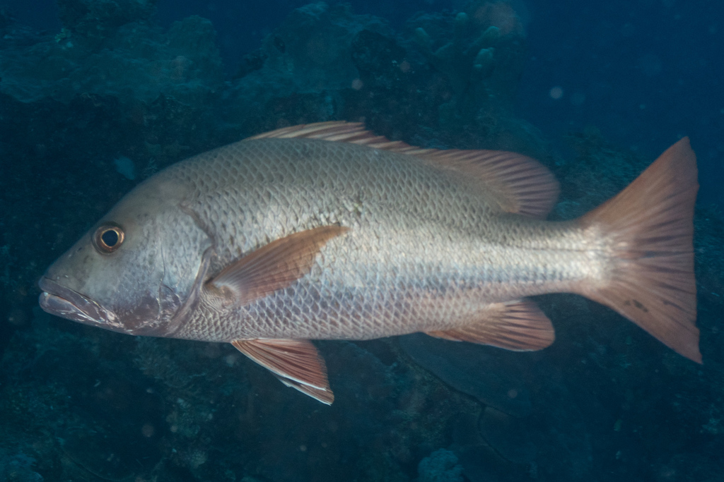 Mangrove Red Snapper (Lutjanus argentimaculatus) - Marine Life ...
