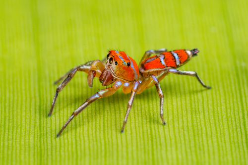 Cosmophasis ambonensis · iNaturalist