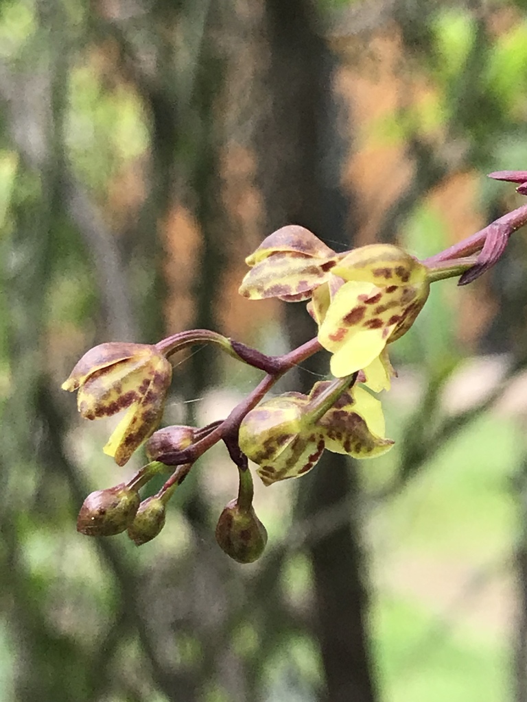 Leochilus labiatus from San José, San José, San José, CR on November 19 ...