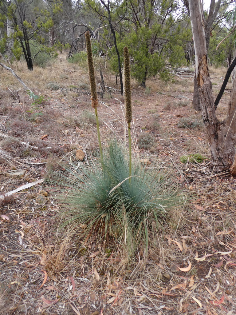 Yacka from Mount Barker Summit SA 5251, Australia on April 16, 2021 at ...