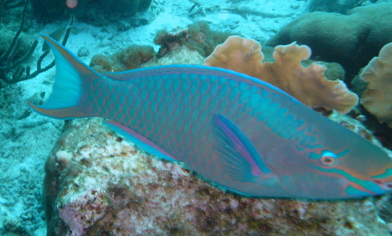 Queen Parrotfish from Bonaire, Netherlands Antilles on May 11, 2008 by ...