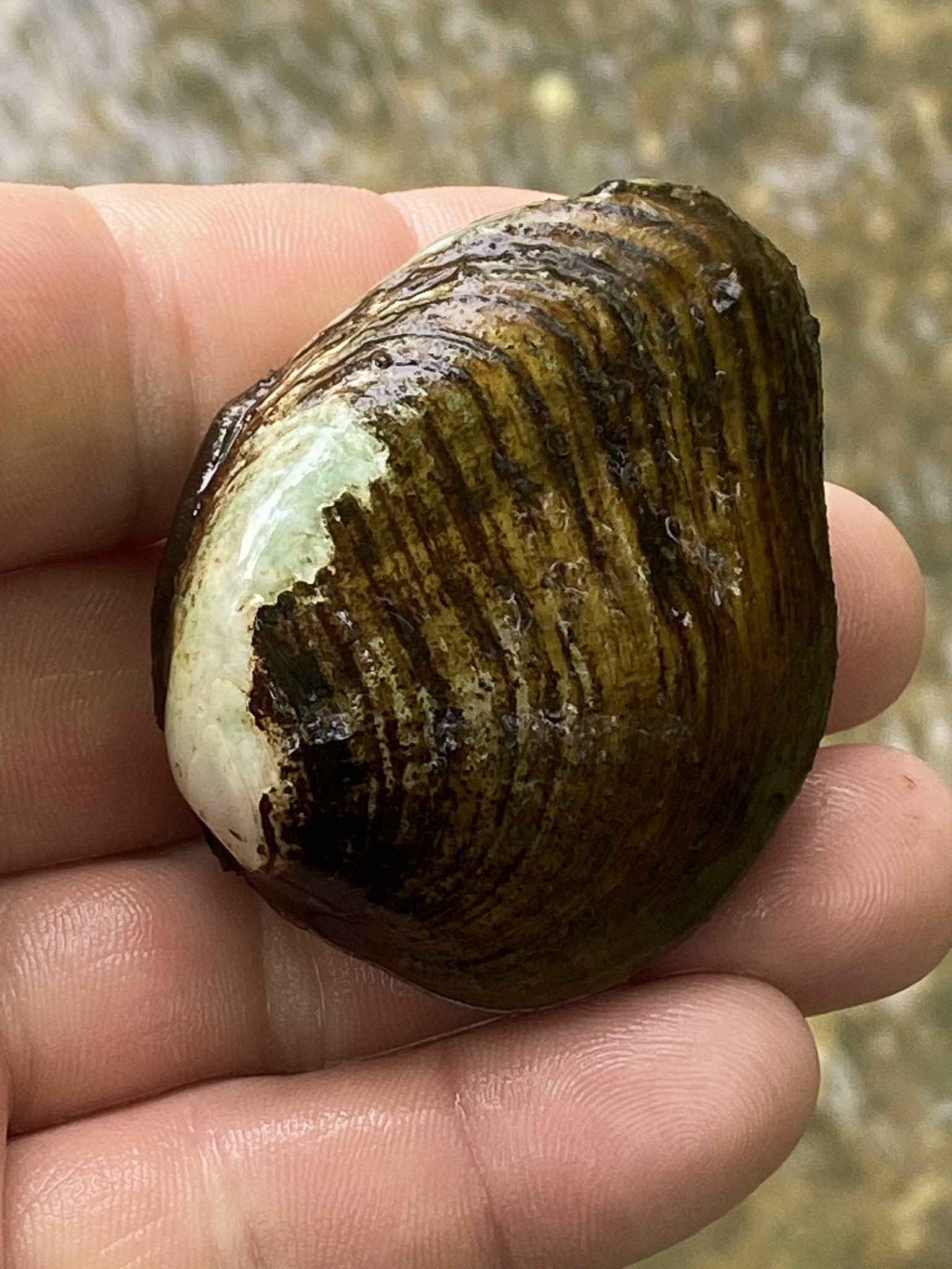 Fusconaia cor (Conrad, 1834)