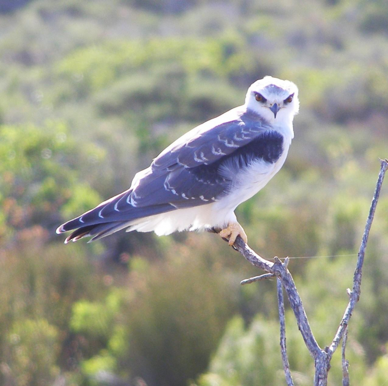 Gavilán bailarín (Biodiversidad de la vereda Canica) · BioDiversity4All