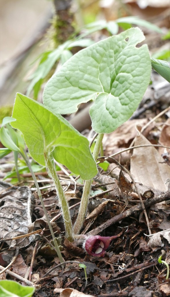 Canadian wild ginger in April 2021 by rbartgis · iNaturalist