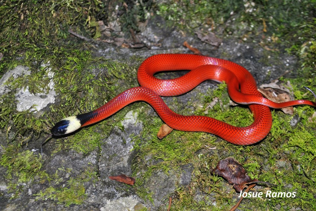 Common Mussurana (Clelia clelia) - Snakes and Lizards