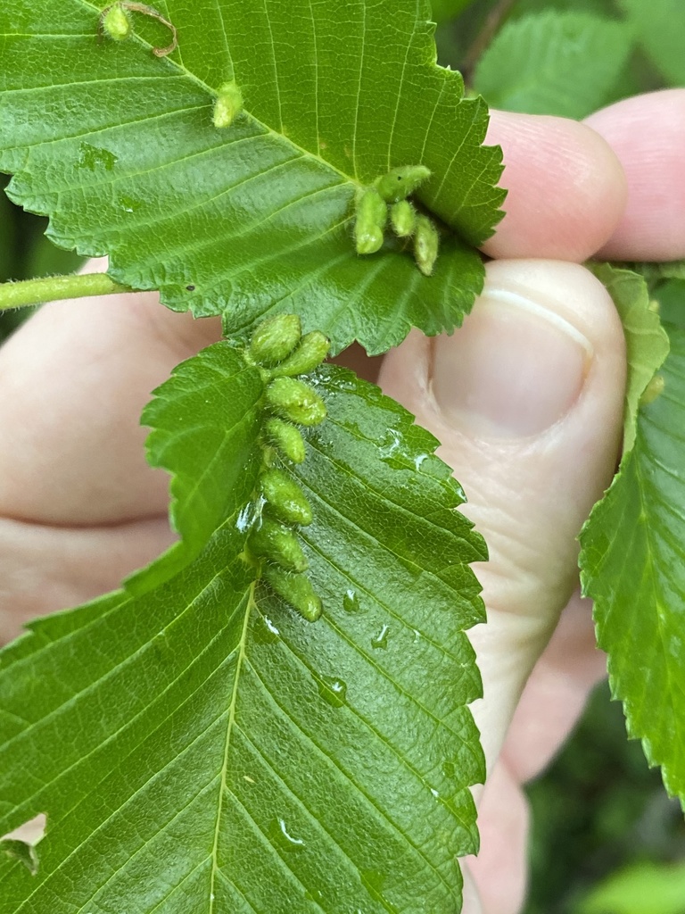 Elm Finger Gall Mite from Lewisville, TX, US on April 16, 2021 at 03:16 ...