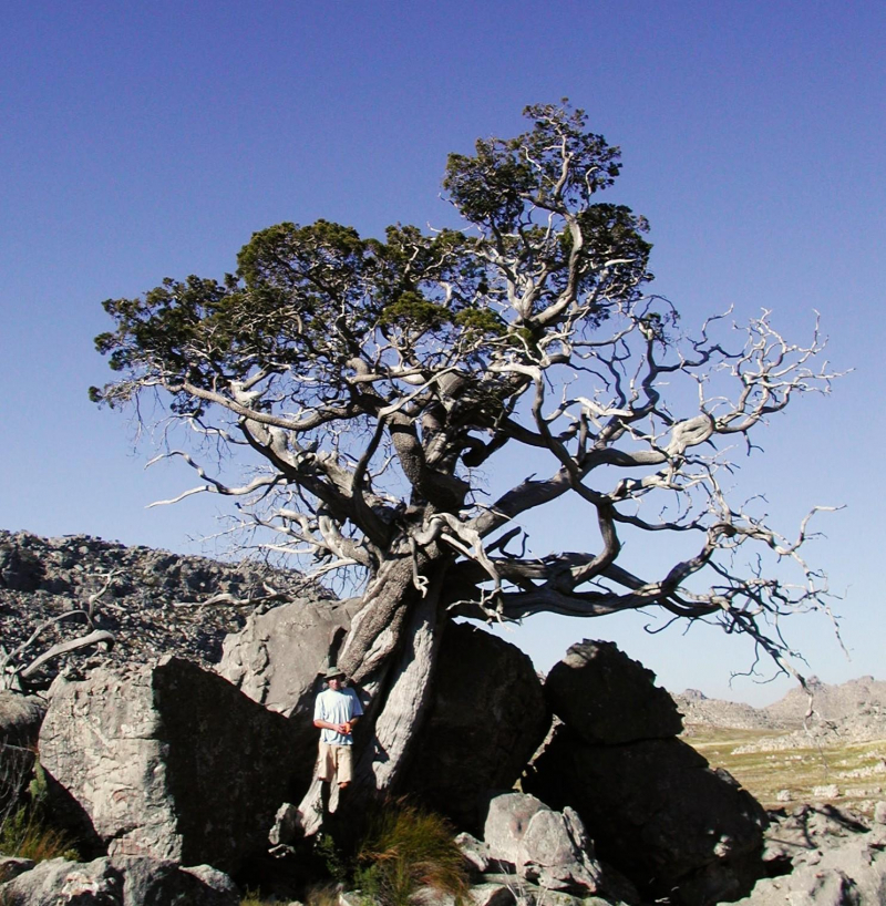 Clanwilliam Cedar (Widdringtonia cedarbergensis) - Botanical Realm