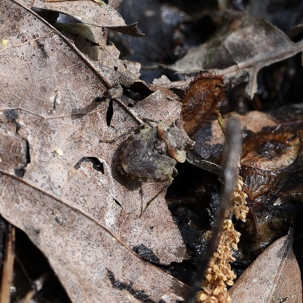 Big-eyed Toad Bug from 12900 Bethel School Rd, Midland, NC 28107, USA ...