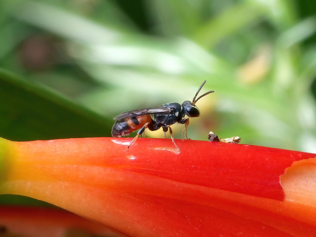 Littler's Masked Bee from Ocean Grove VIC 3226, Australia on April 17 ...