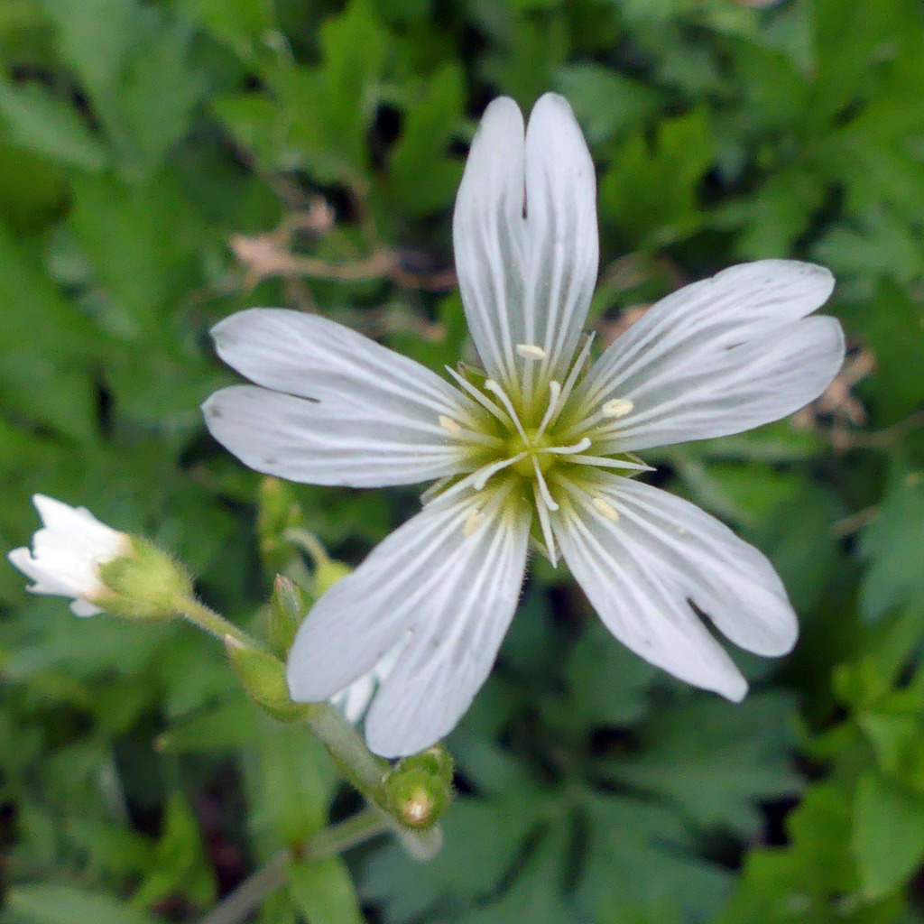 field chickweed from Travilah, MD, USA on April 16, 2021 at 02:17 PM by ...