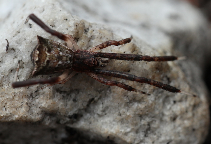 Spiders from South Cape DC, South Africa on November 22, 2017 at 12:00 ...