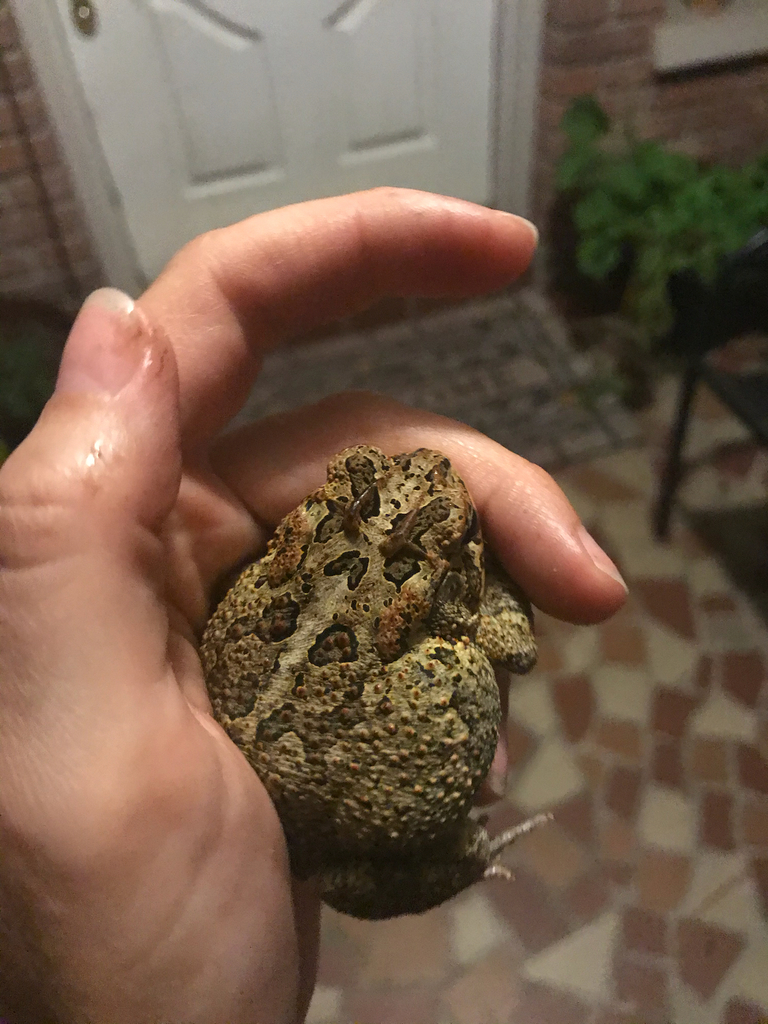 Woodhouse's Toad from Austin on August 24, 2020 at 08:16 PM by ...