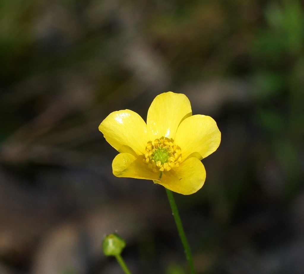 Australian Buttercup (Ranunculus lappaceus) - Botanical Realm