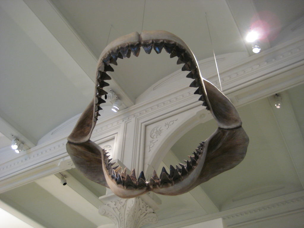 Megalodon (Otodus megalodon) - Marine Life Identification