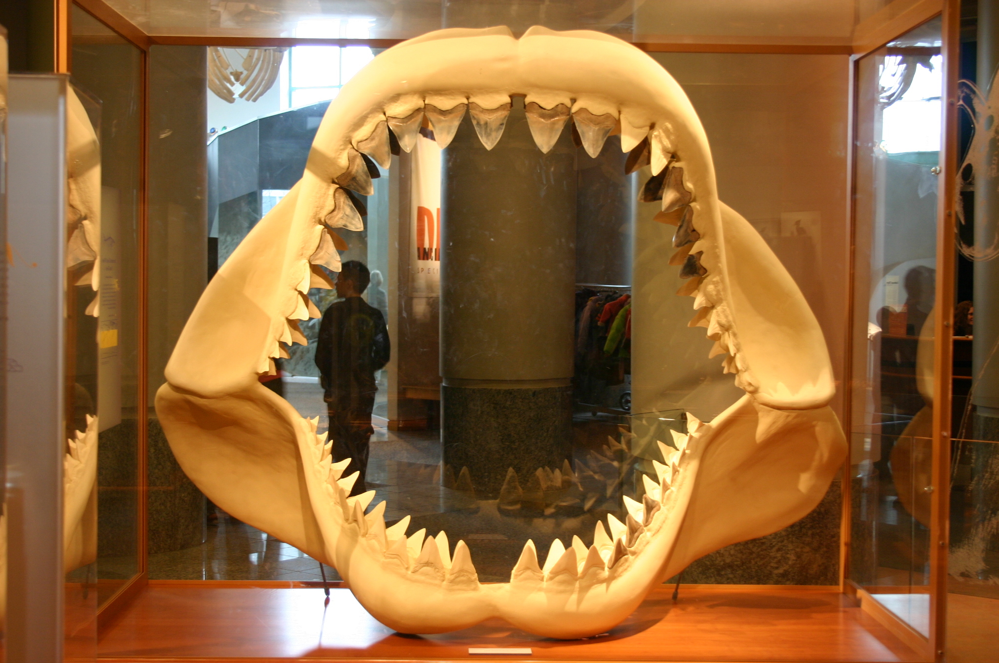 Megalodon Skeleton