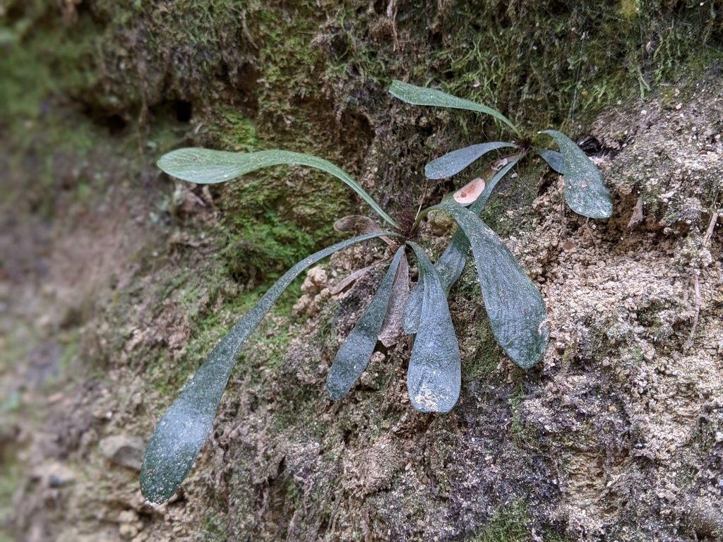 Haplopteris heterophylla in November 2020 by lecanorchis · iNaturalist