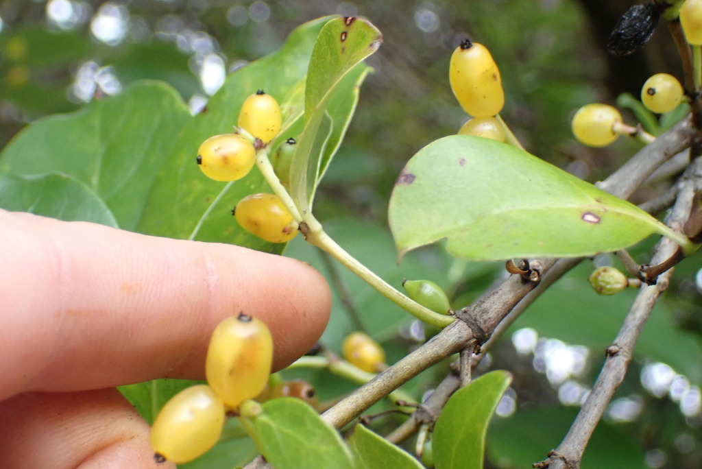 Coprosma macrocarpa (Plants of Tiritiri Matangi ) · iNaturalist