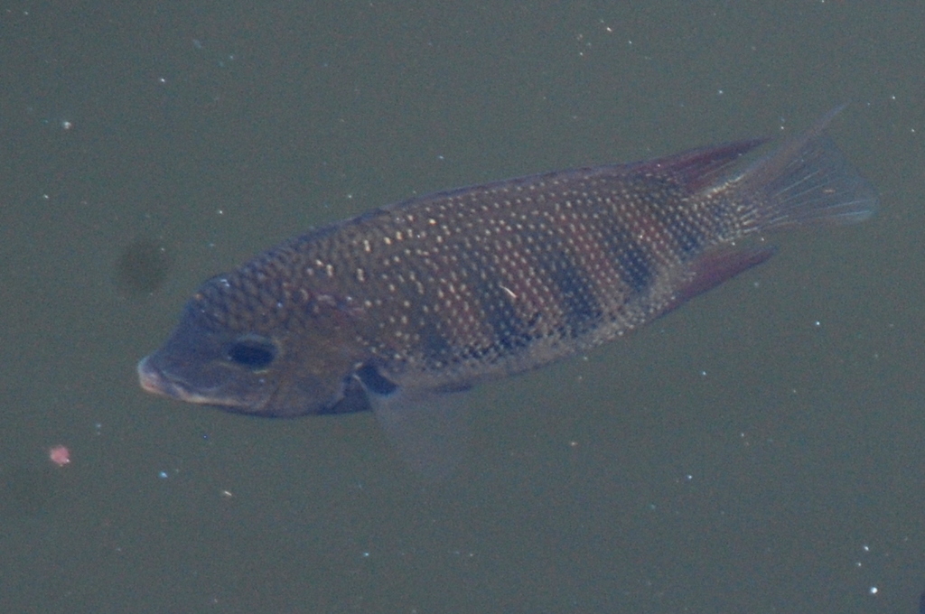 Green Chromide (Etroplus suratensis) - Marine Life Identification