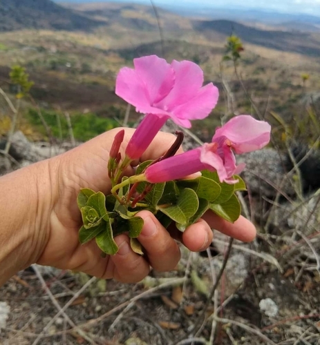 Mandevilla dardanoi · iNaturalist United Kingdom