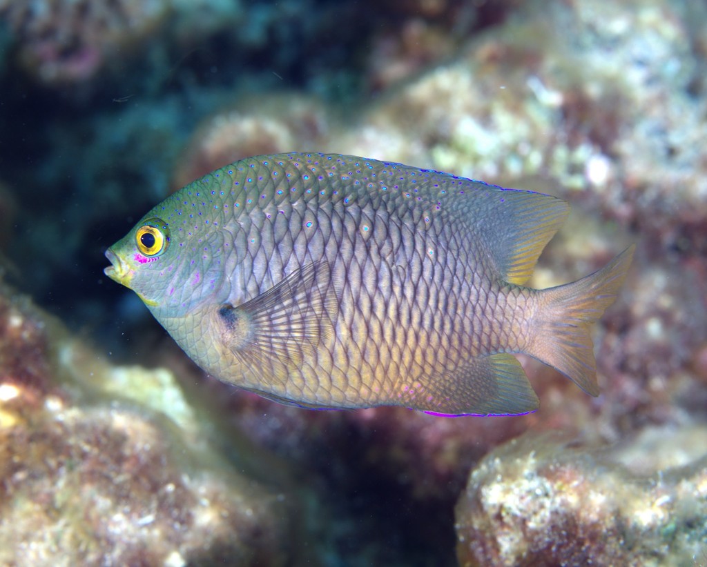 Jewel Damsel from Holmes Reefs on April 7, 2021 at 01:09 PM by John ...