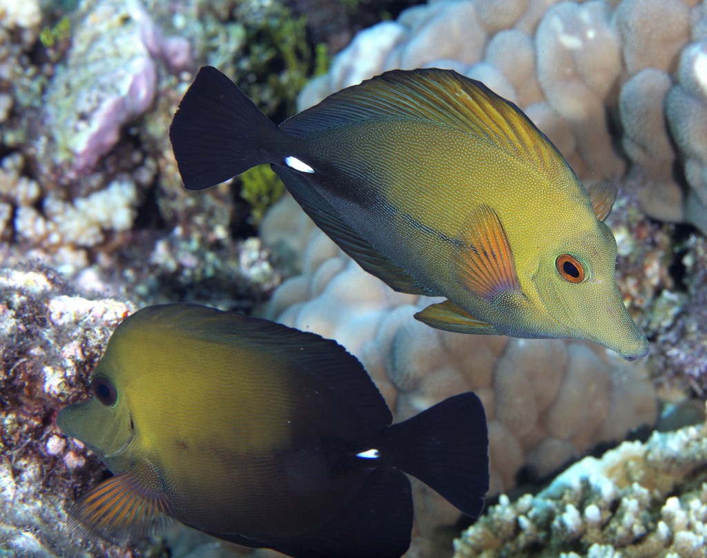 Brown Tang from Holmes Reefs on April 7, 2021 at 01:11 PM by John Sear ...